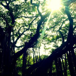 GNY :: Canopy Layers in Abundant Arboreal Forest Habitats