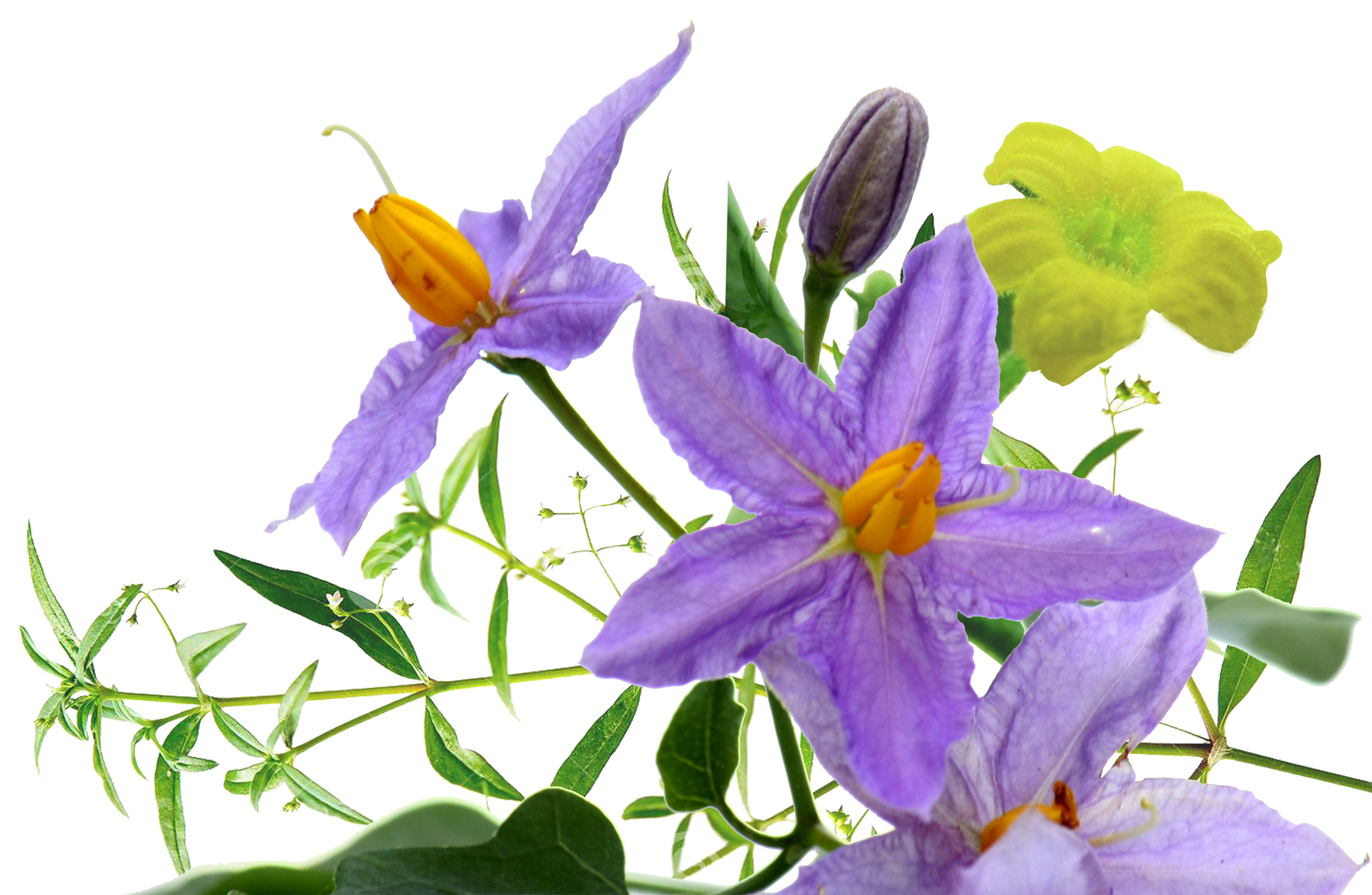 GNY :: The Siddha System of Medicine: A Geographical Perspective