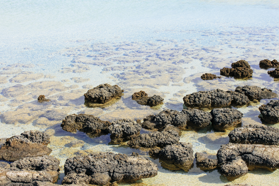 GNY :: Stromatolites: The Building Blocks of Life