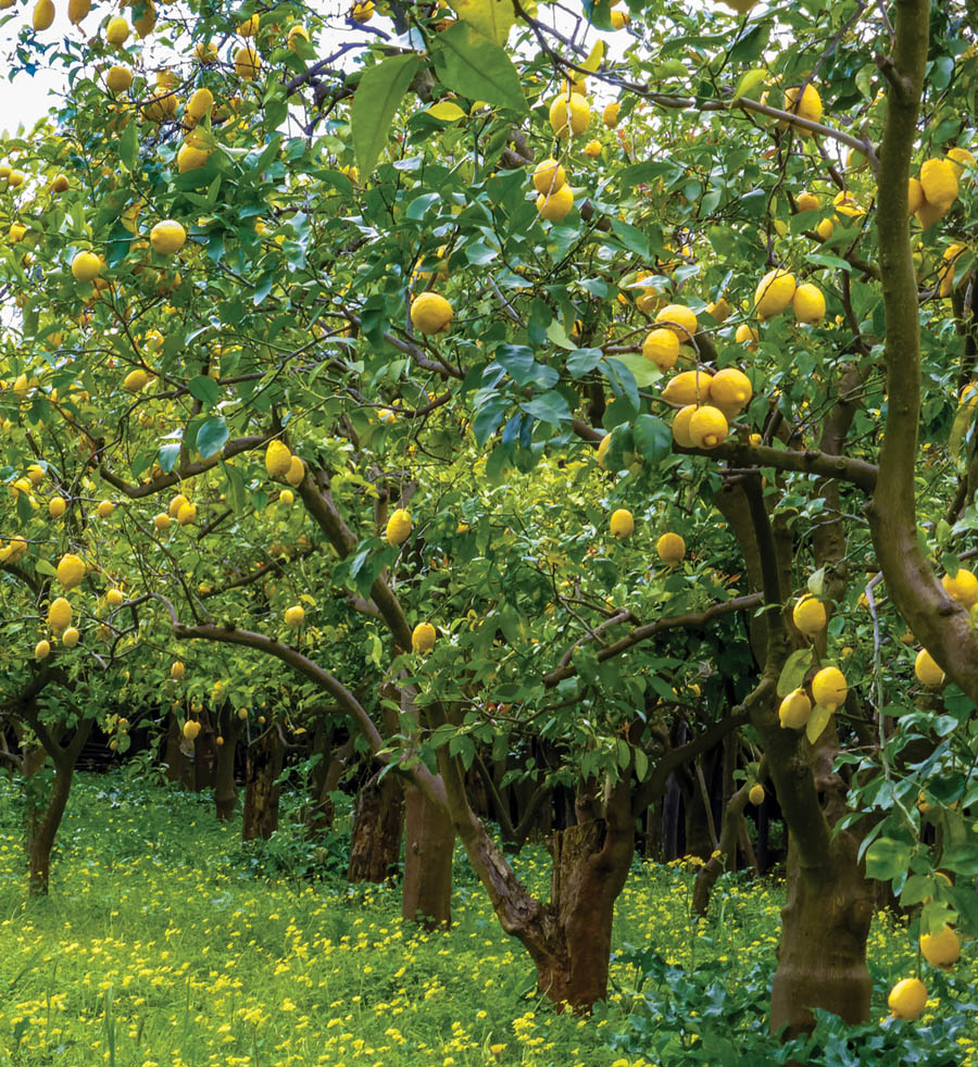 GNY :: Space technology in horticulture development