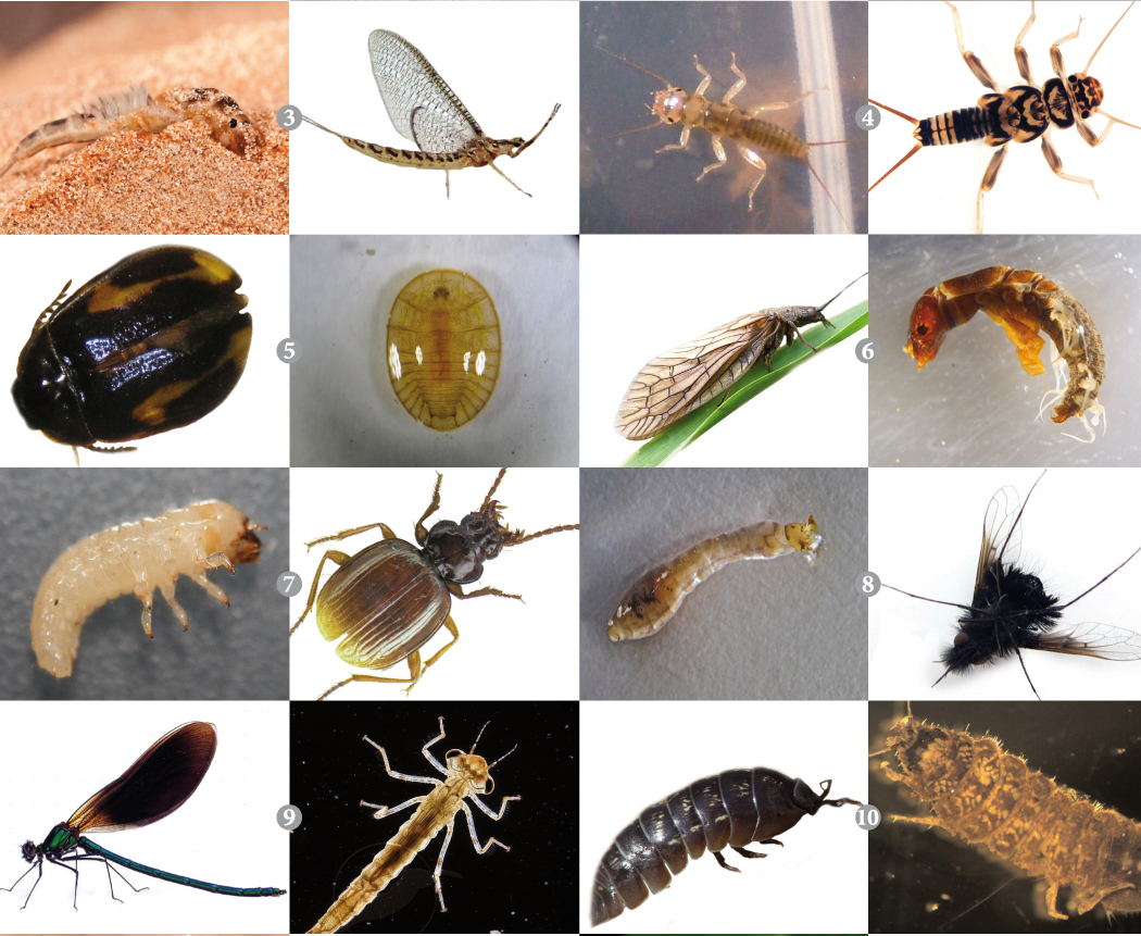 GNY :: Water health learn it from the insects