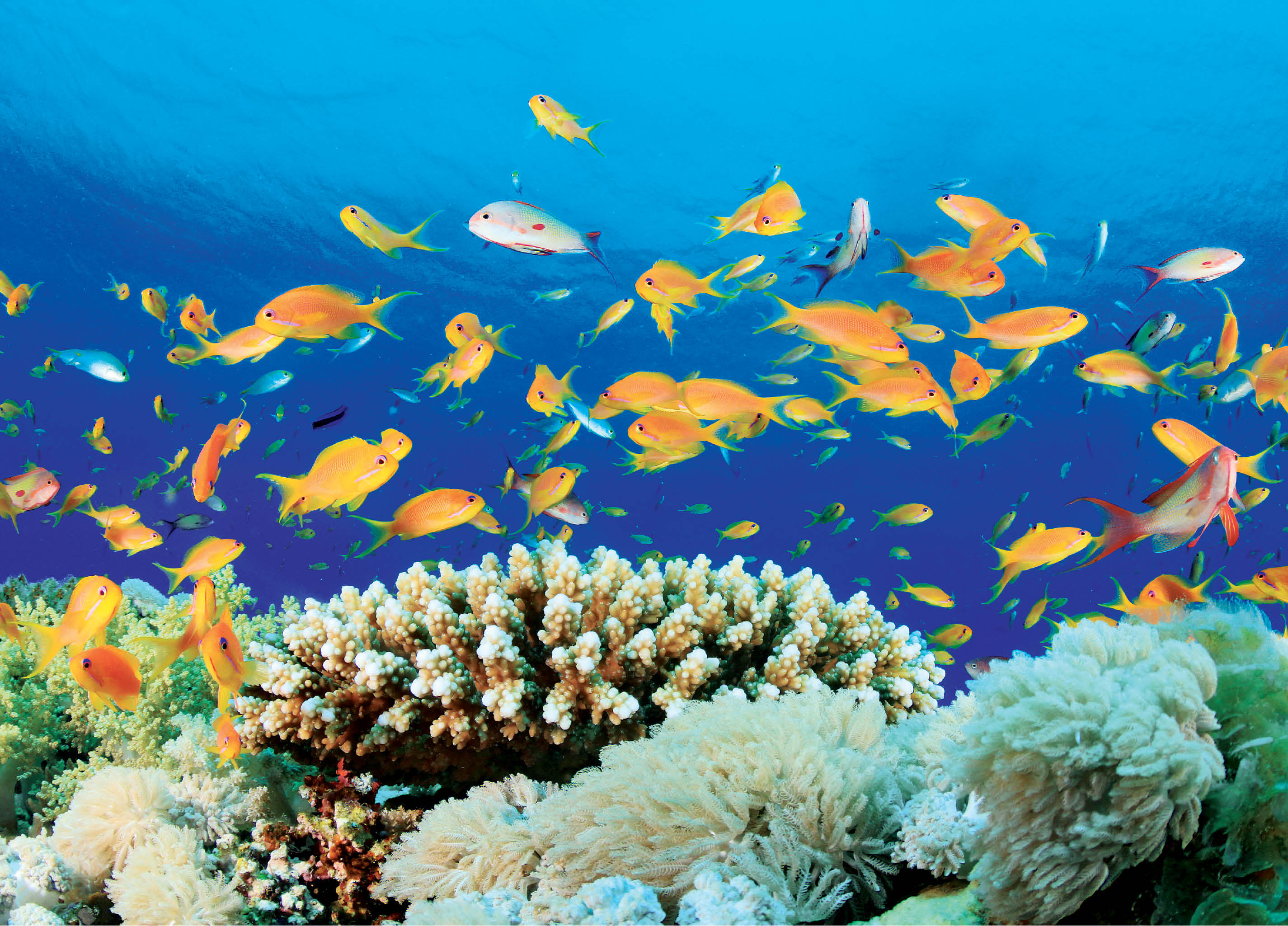 GNY :: Ecosystem Services from Marine Living Resources