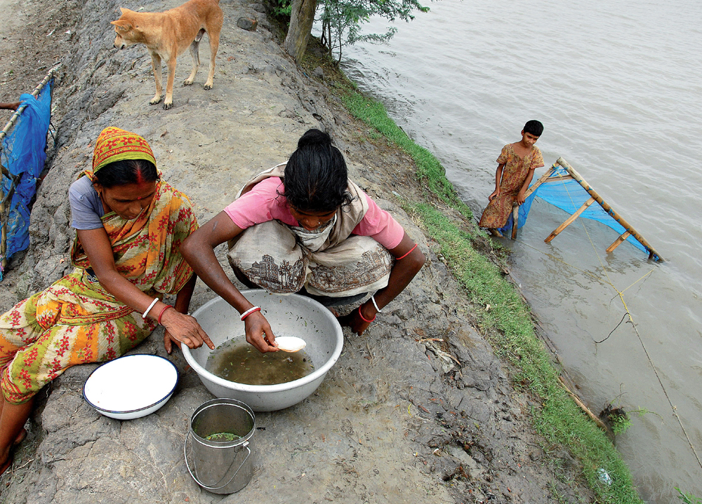 GNY :: Wild Shrimp Seed Collection