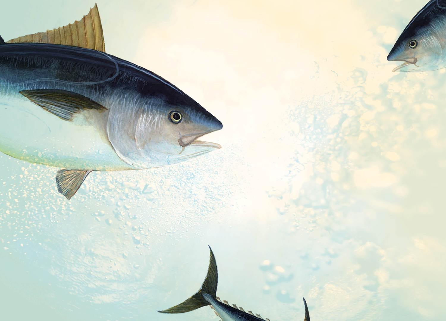 GNY :: Fish Stats-An Overview