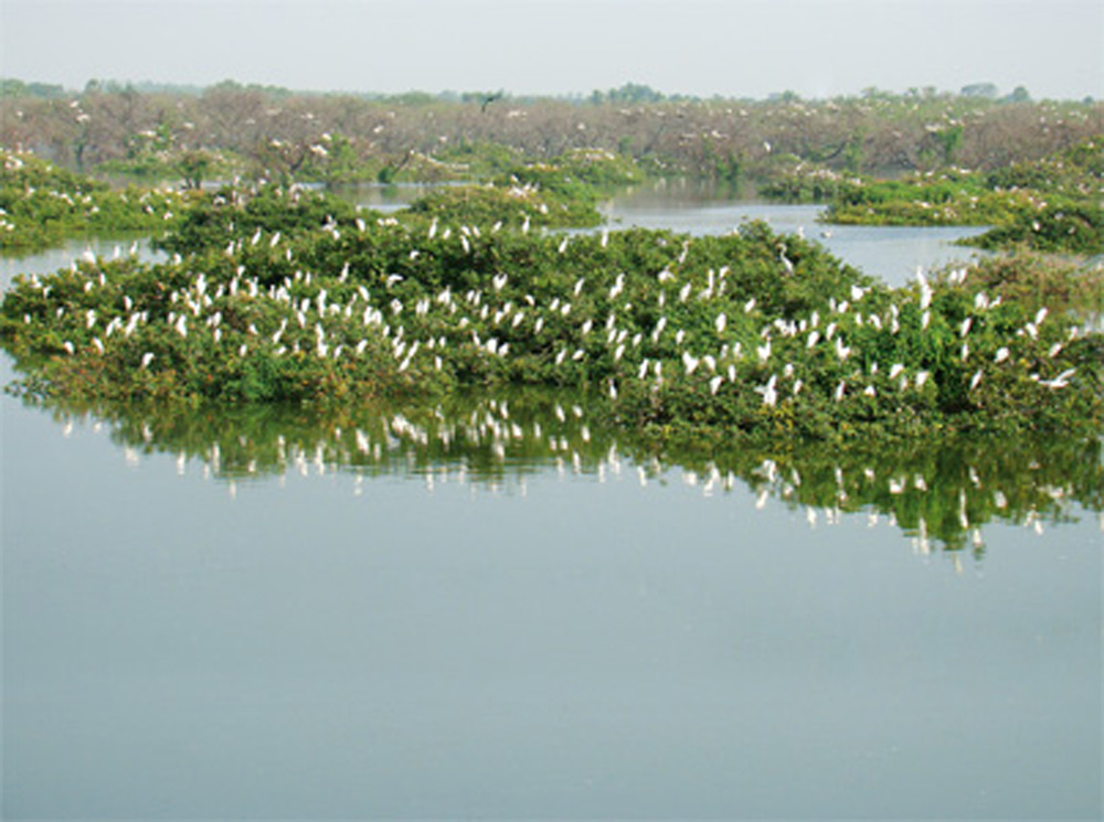 GNY :: Vedanthangal Bird Sanctuary