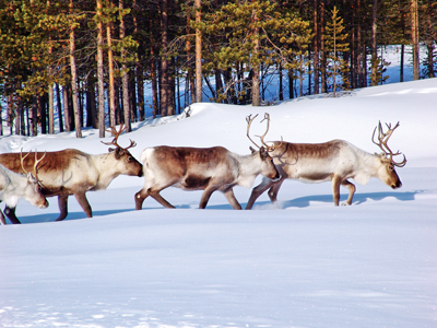 GNY :: Preserving Perishing Paradises