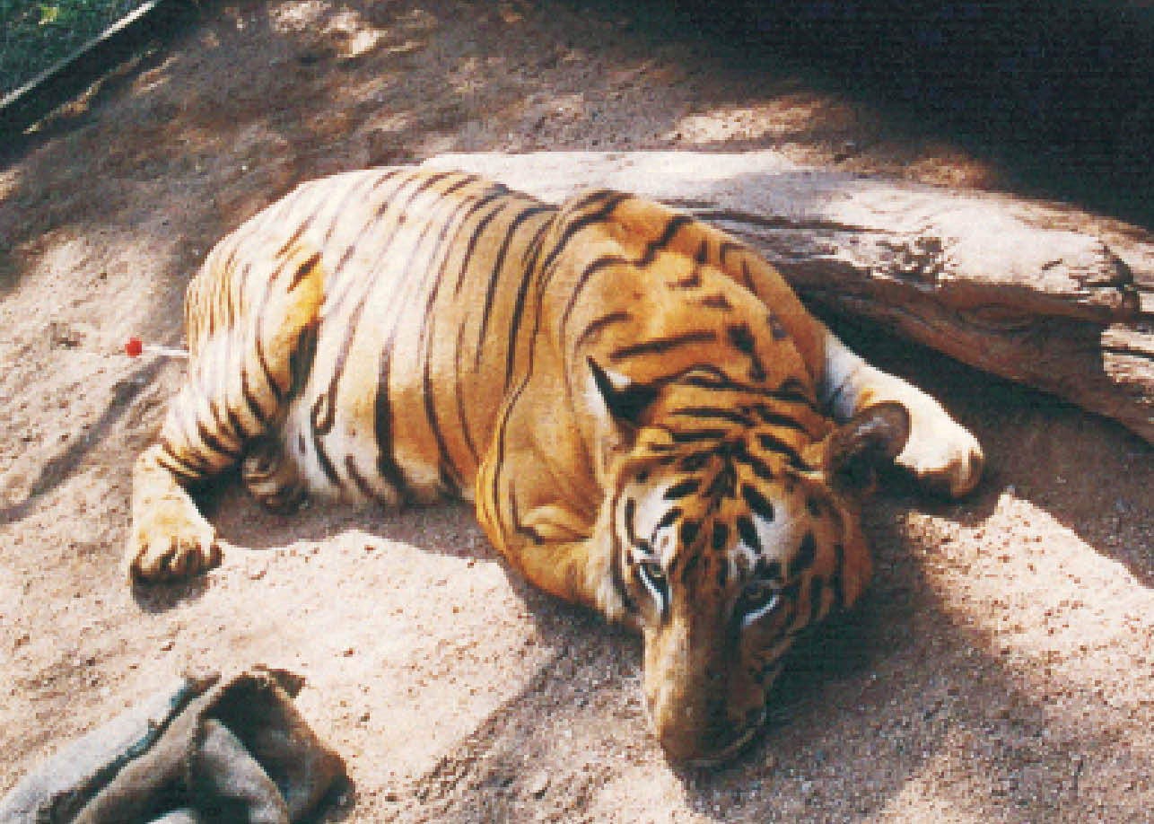 GNY :: LaCONES Laboratory for the Conservation of Endangered Species