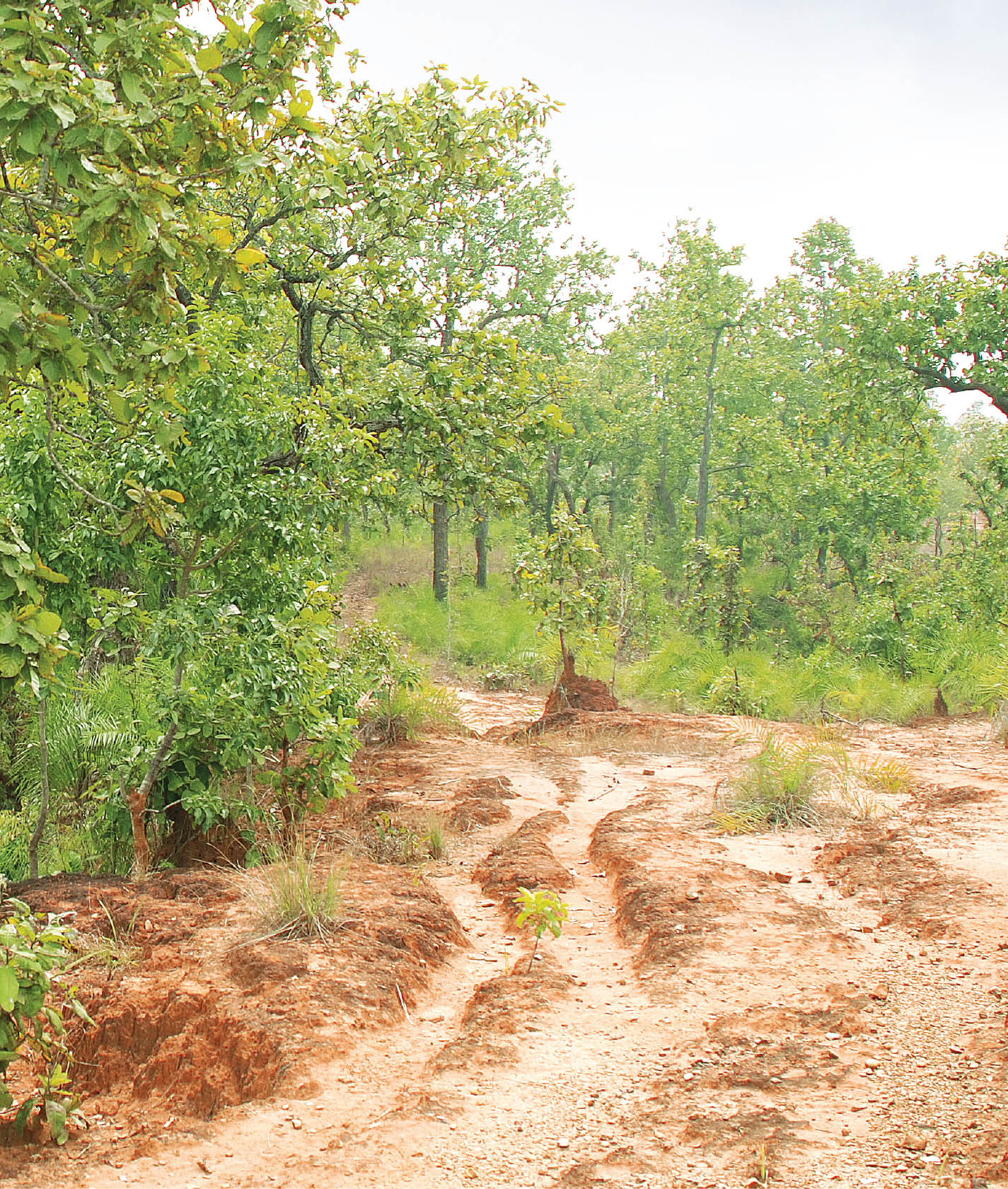 GNY :: Ravine Erosion in India