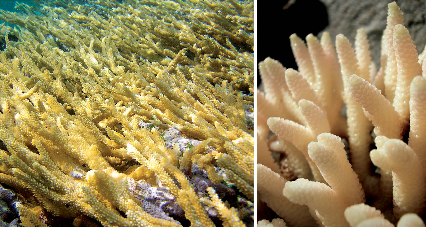 GNY :: Coral Reef Bleaching