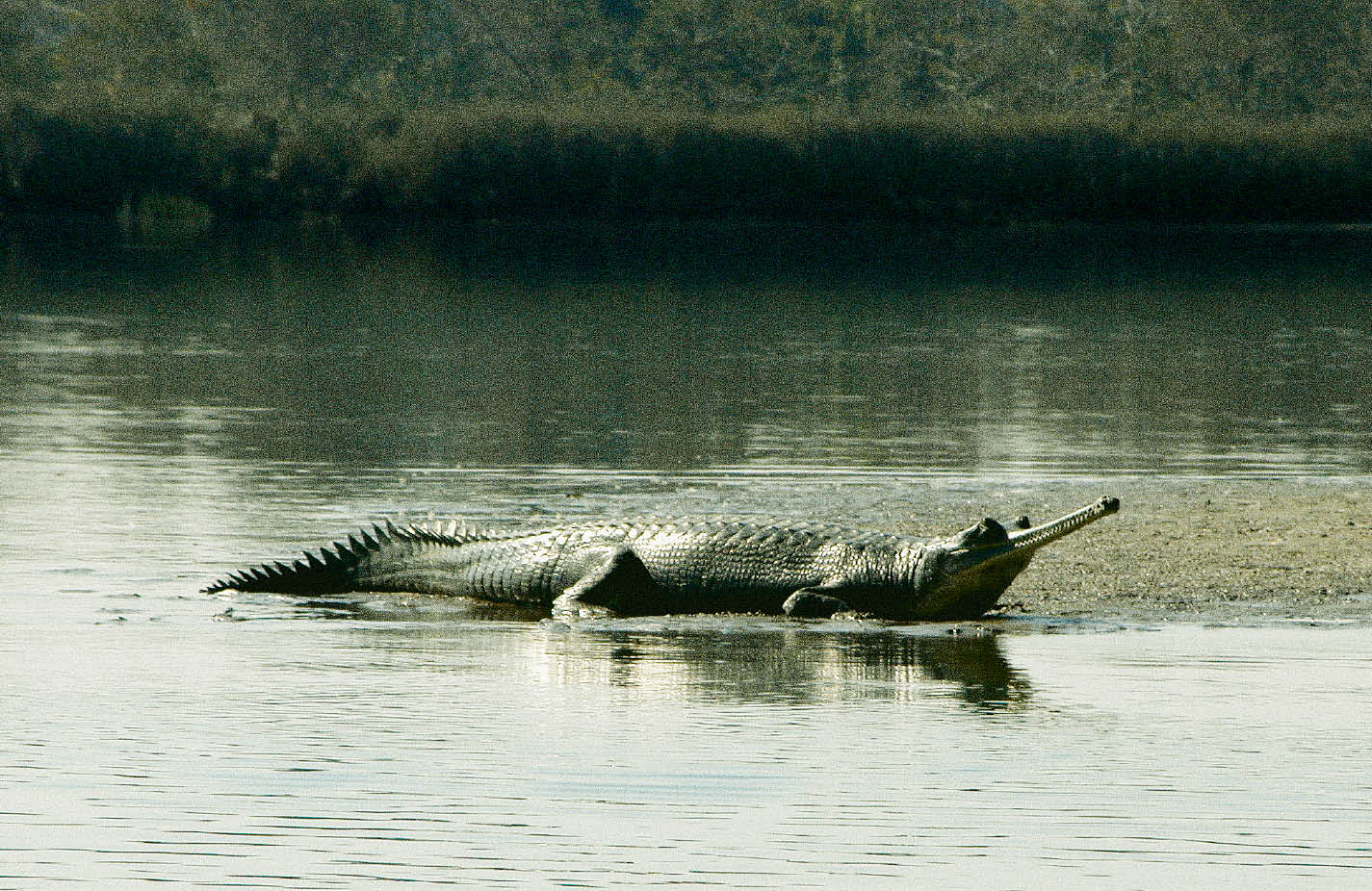 GNY :: The Gharial of Chambal a trial for Conservation