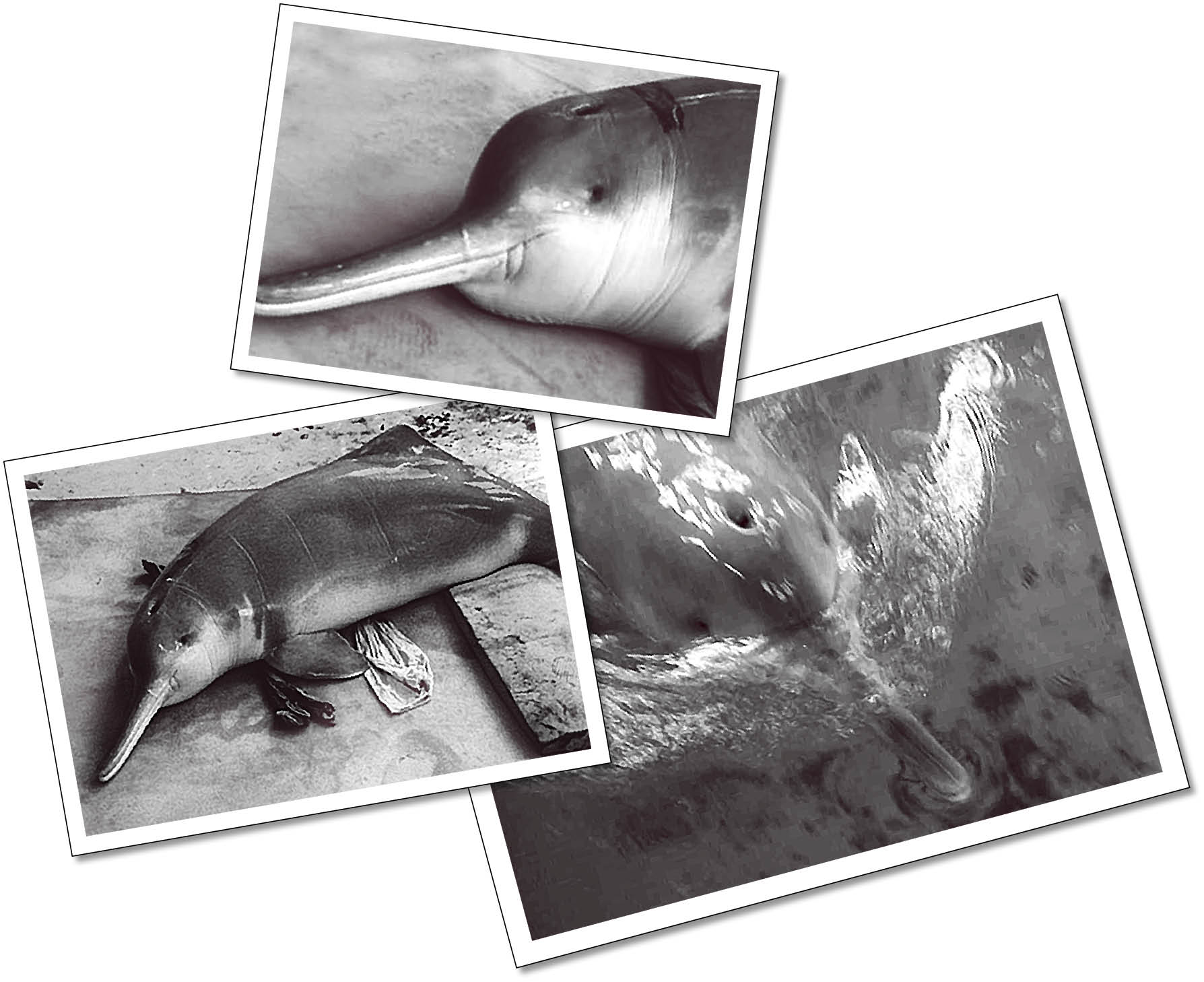 GNY :: The Baiji that was