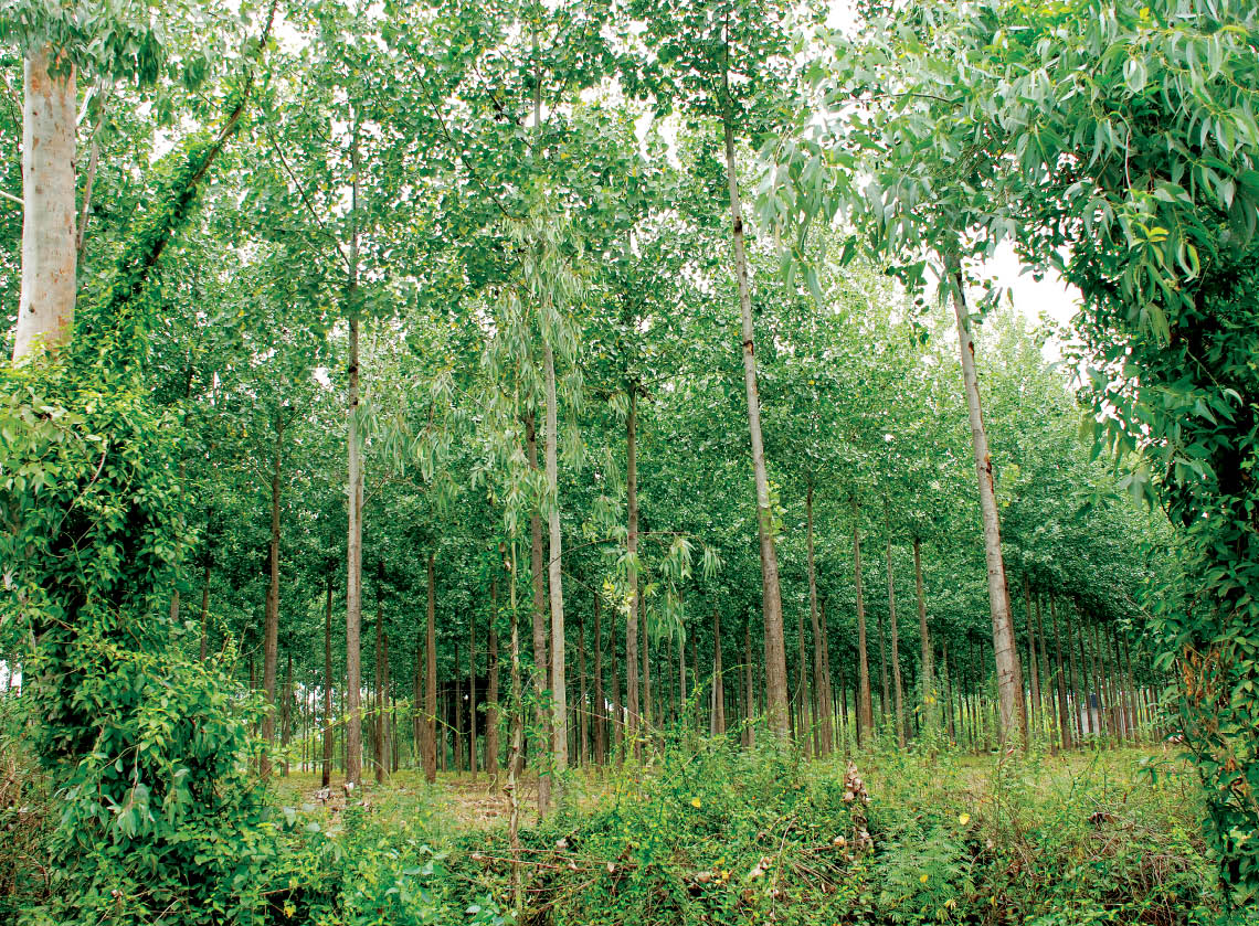 GNY :: Community Forests