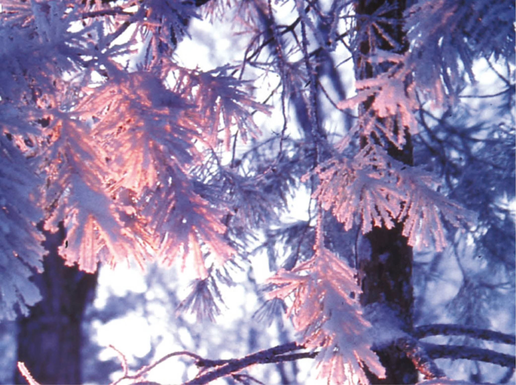 GNY :: Weather Anomalies