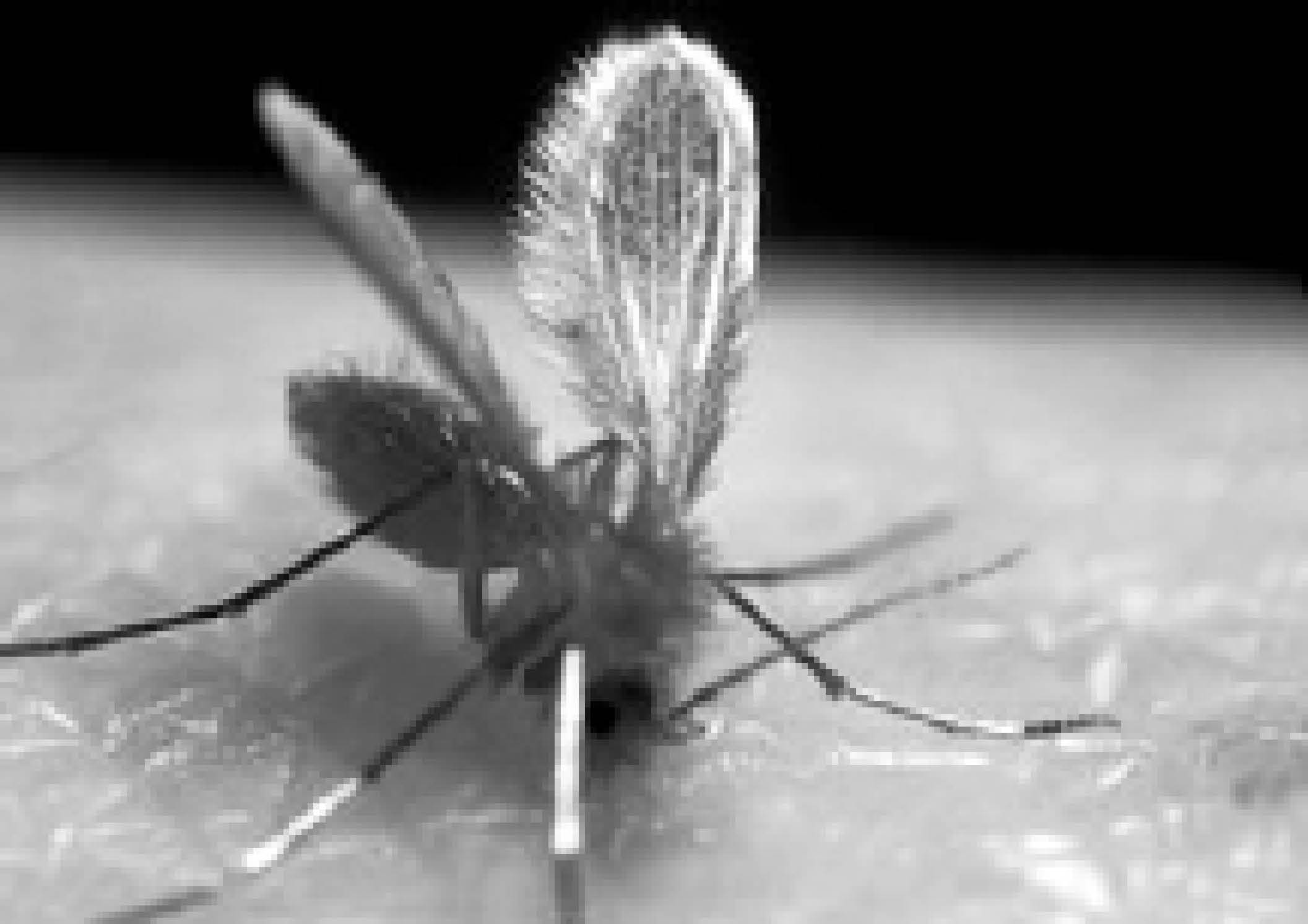 GNY :: What is Kala-azar?